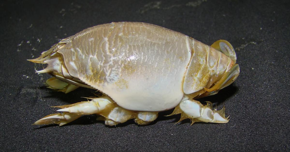 Tatuíra #295481 - Biofaces - Bring Nature Closer