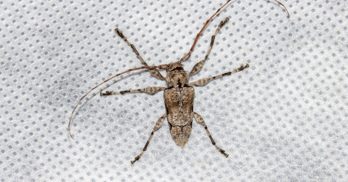 Besouro-chifrudo-branco #296277 - Biofaces - Bring Nature Closer