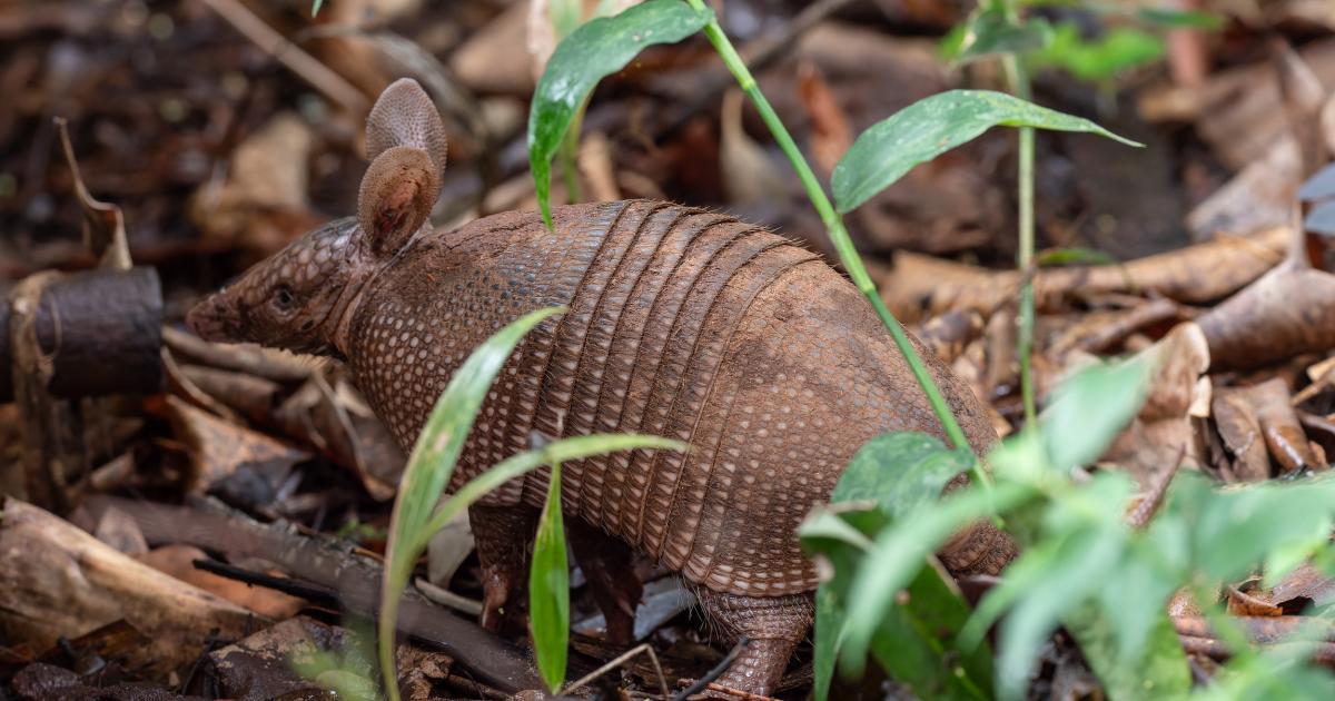 Tatu #297301 - Biofaces - Bring Nature Closer