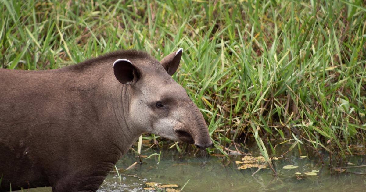 Anta #297559 - Biofaces - Bring Nature Closer