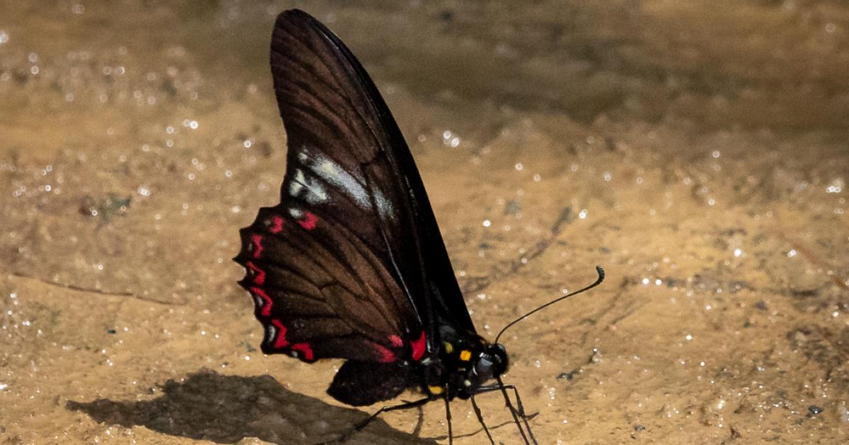 Mimoides #298143 - Biofaces - Bring Nature Closer