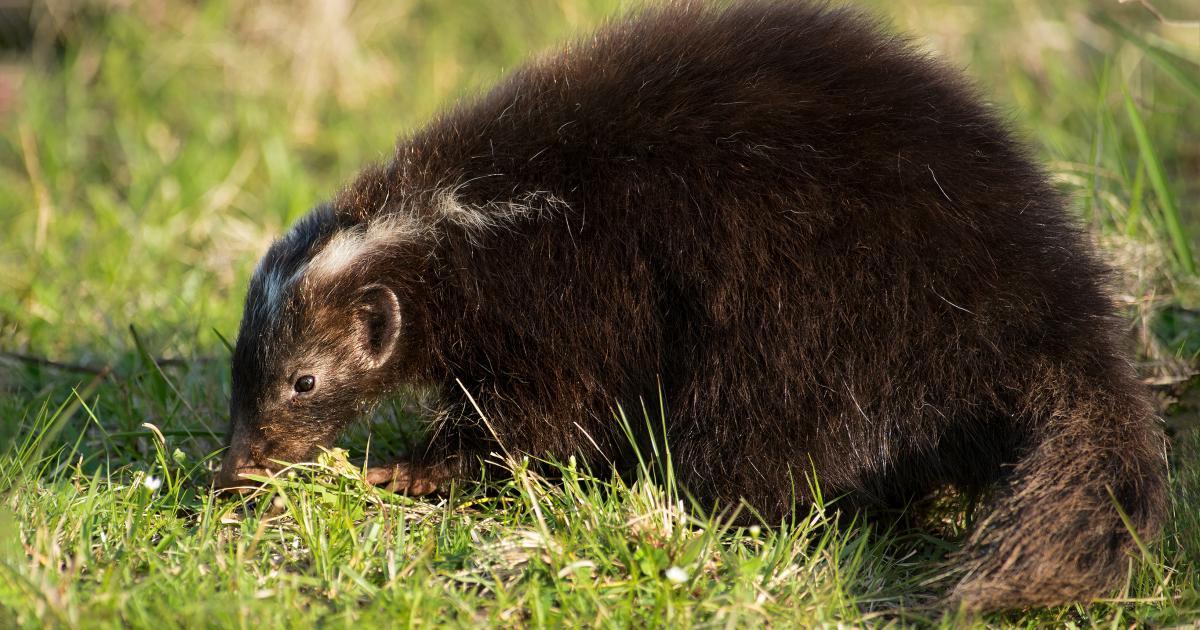 Zorrilho #298354 - Biofaces - Bring Nature Closer