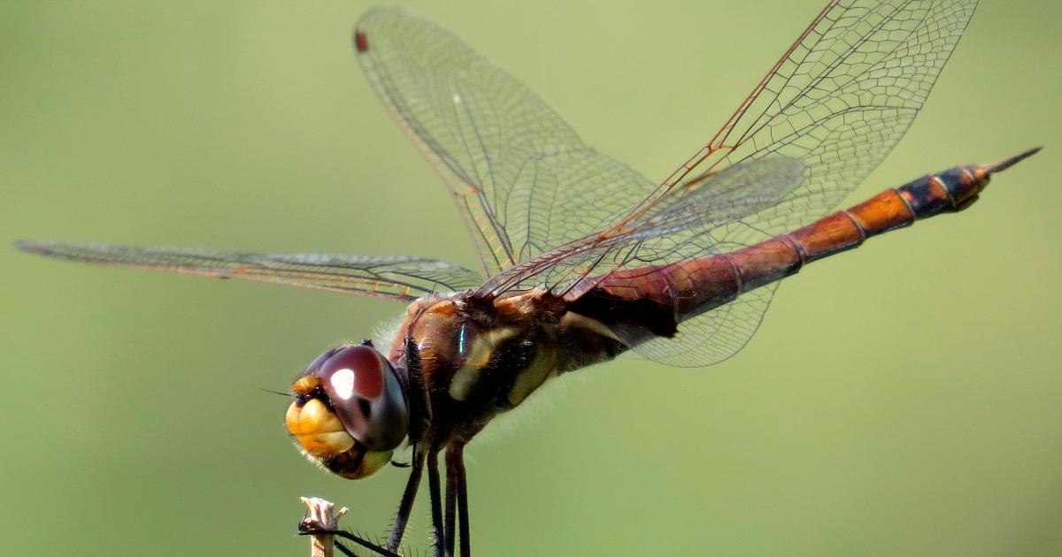 Libélula #298437 - Biofaces - Bring Nature Closer