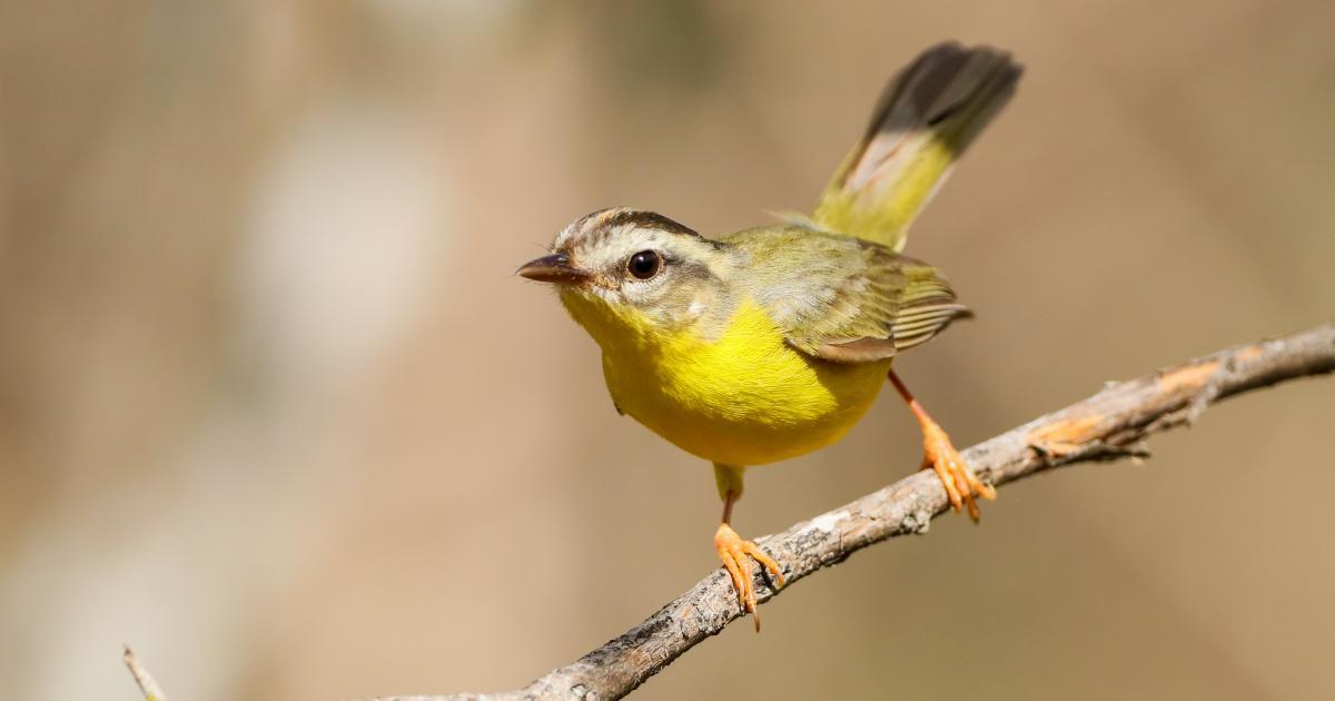 Pula-pula #298483 - Biofaces - Bring Nature Closer