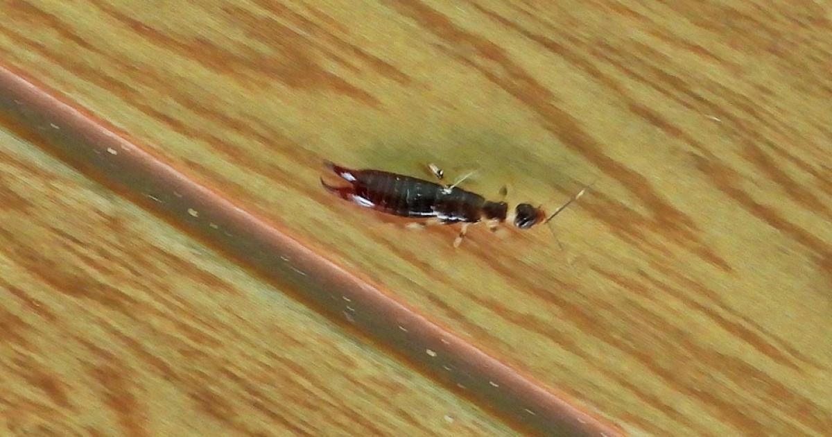 Doru #298744 - Biofaces - Bring Nature Closer