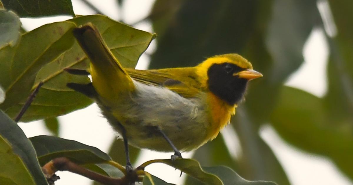 Saíra-de-papo-preto #299135 - Biofaces - Bring Nature Closer