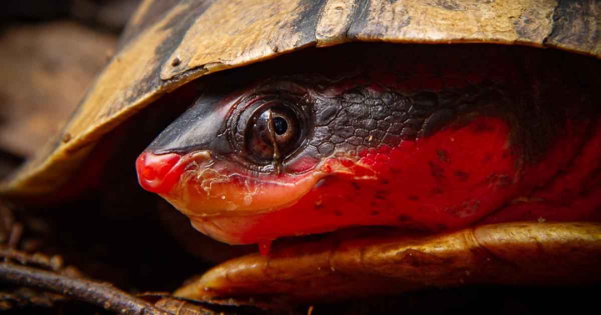 Cágado #299371 - Biofaces - Bring Nature Closer