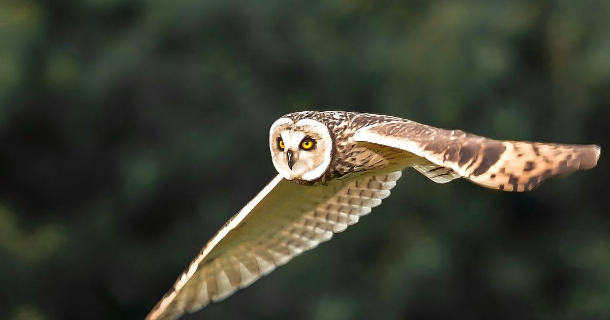 Mocho-dos-banhados/short-eared-owl #299772 - Biofaces - Bring Nature Closer