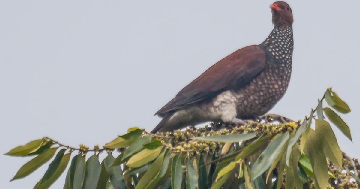 pomba-trocal #299861 - Biofaces - Bring Nature Closer