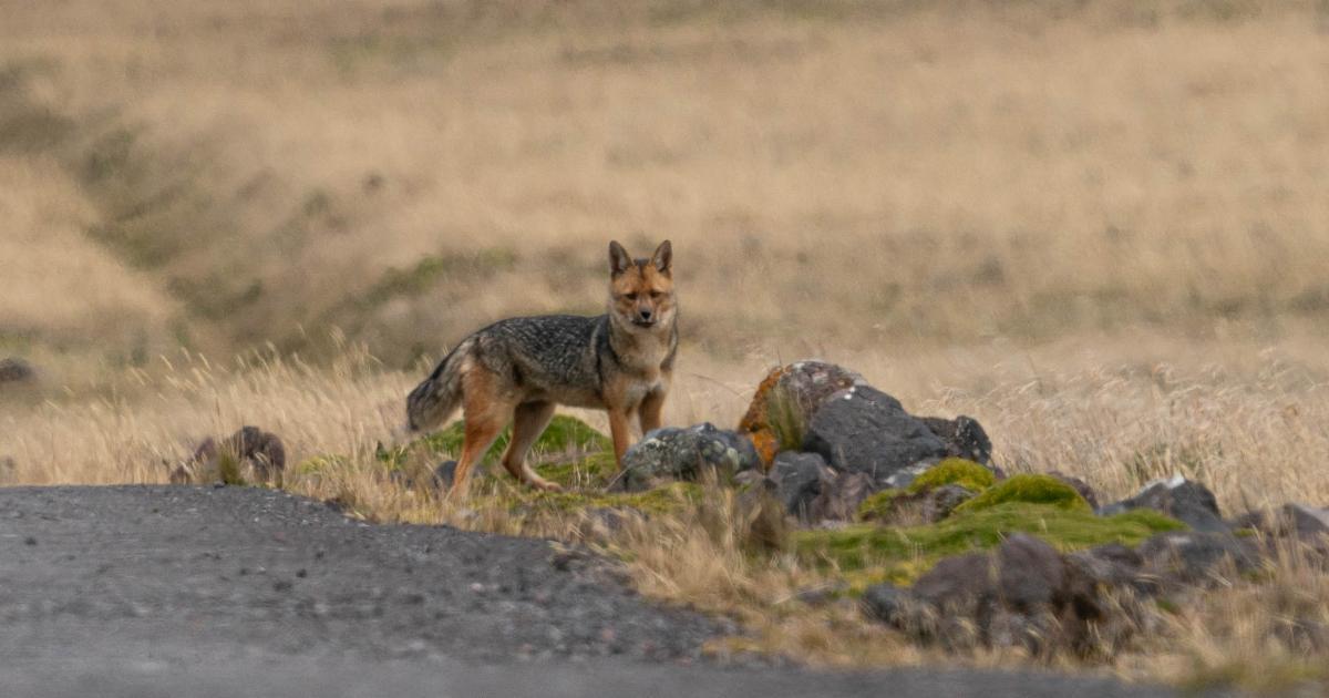 Lobo #299980 - Biofaces - Bring Nature Closer