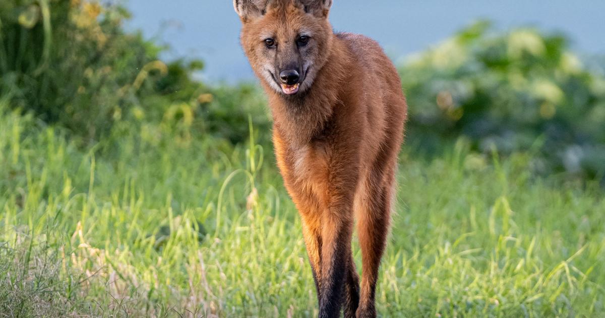Lobo-guará #300406 - Biofaces - Bring Nature Closer
