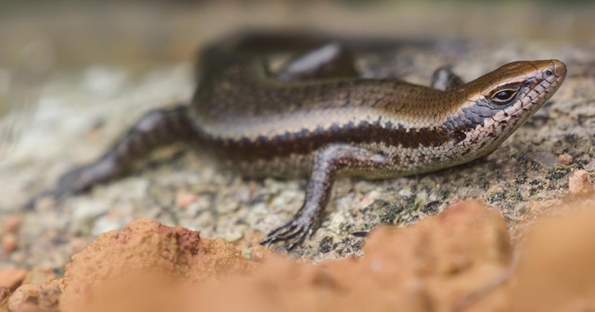 Calango-cobra #300673 - Biofaces - Bring Nature Closer