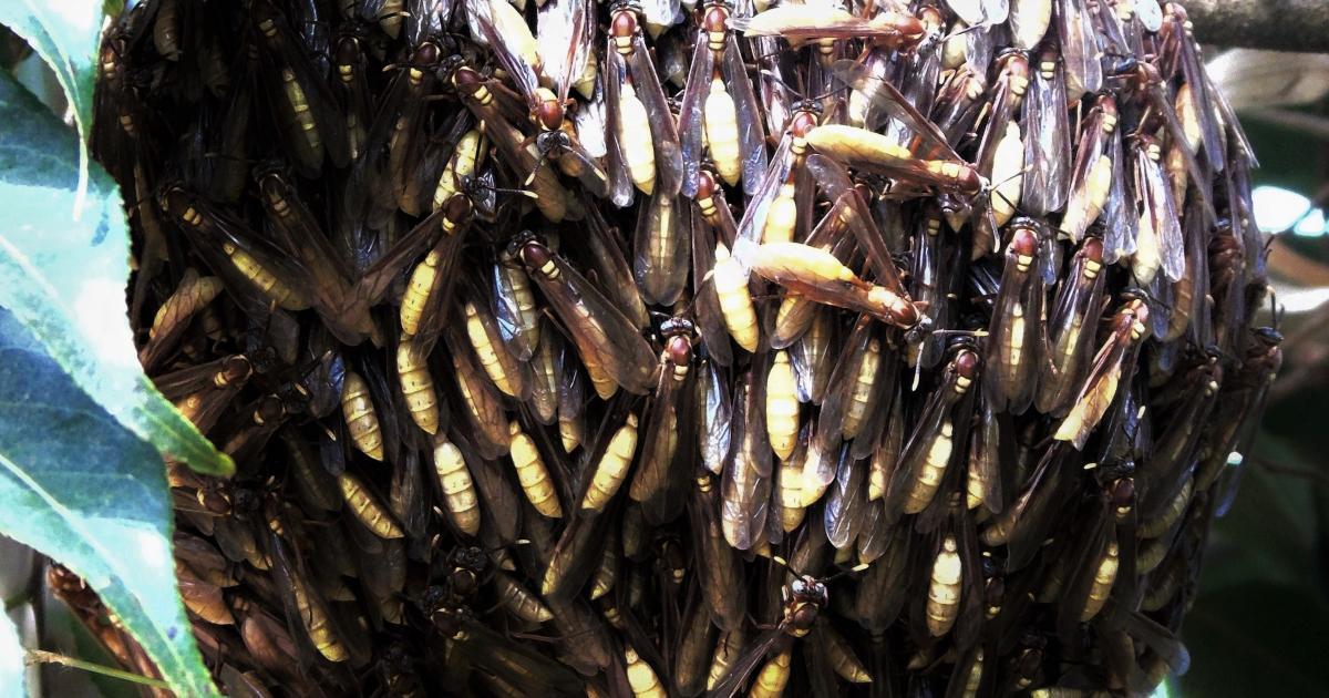 MARIMBONDO-CHAPÉU #300780 - Biofaces - Bring Nature Closer