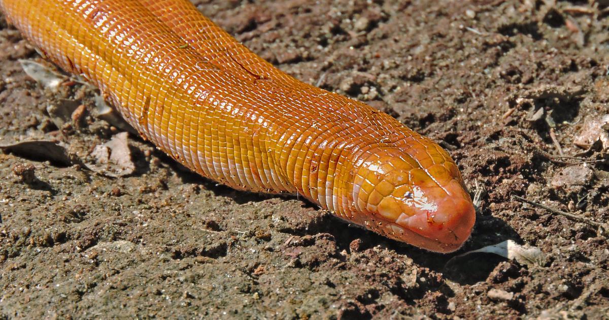 Red #300784 - Biofaces - Bring Nature Closer