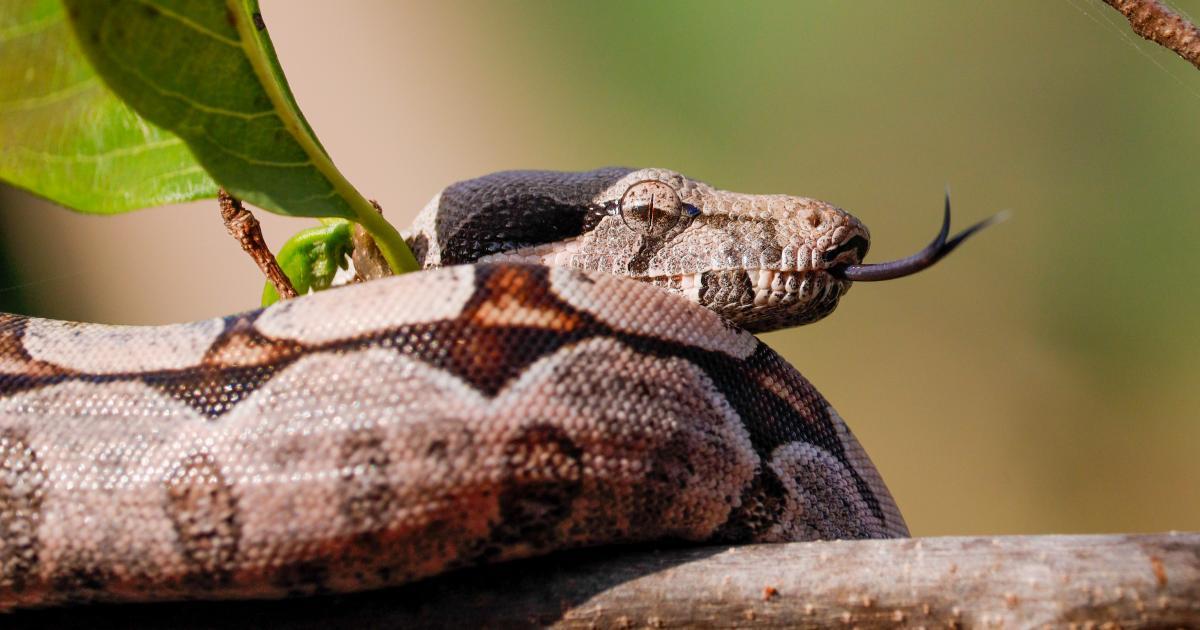 Jibóia #300952 - Biofaces - Bring Nature Closer