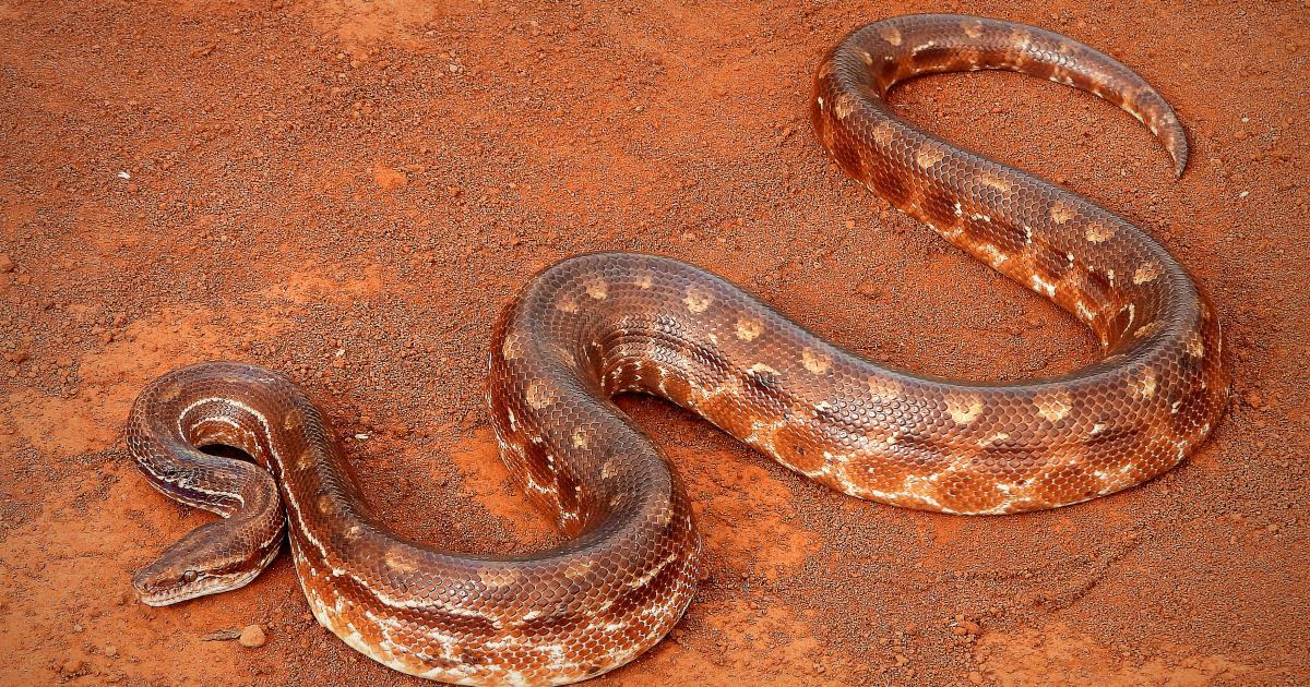 Jibóia-arco-íris #301009 - Biofaces - Bring Nature Closer