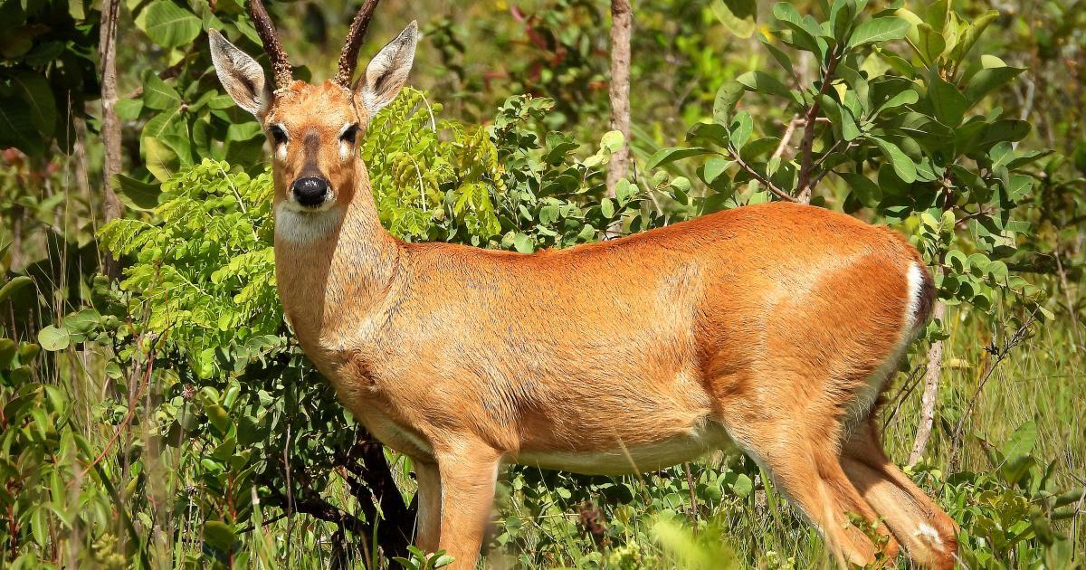 Veado-campeiro #301081 - Biofaces - Bring Nature Closer