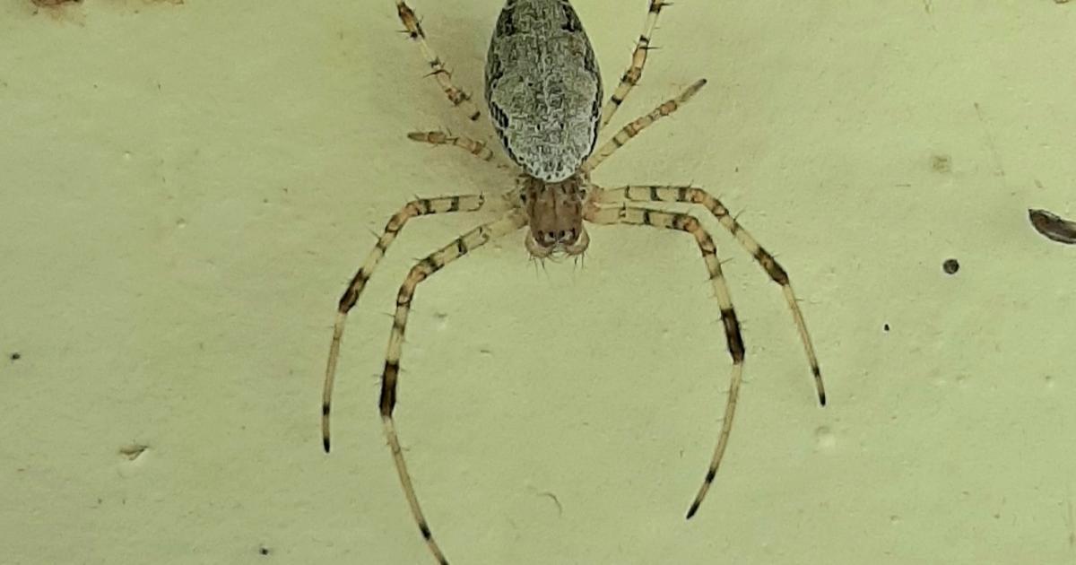 Aranha-maria-bola #301170 - Biofaces - Bring Nature Closer