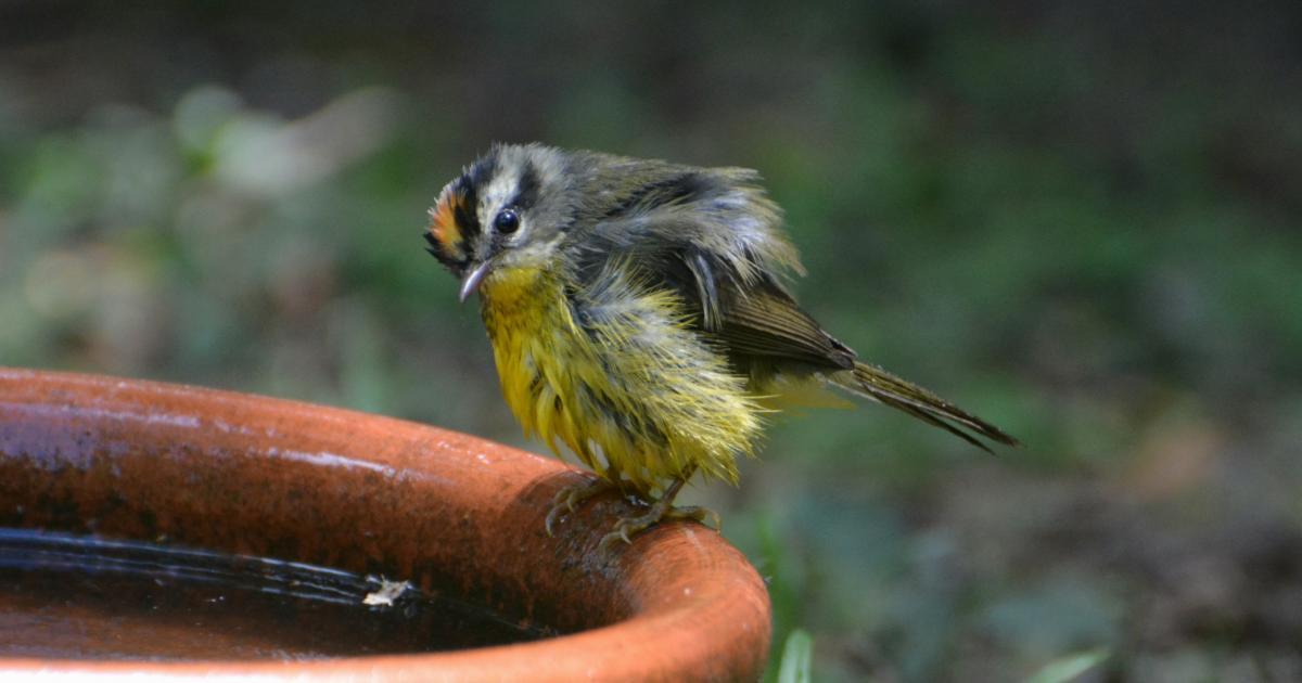 Pula-pula #301383 - Biofaces - Bring Nature Closer