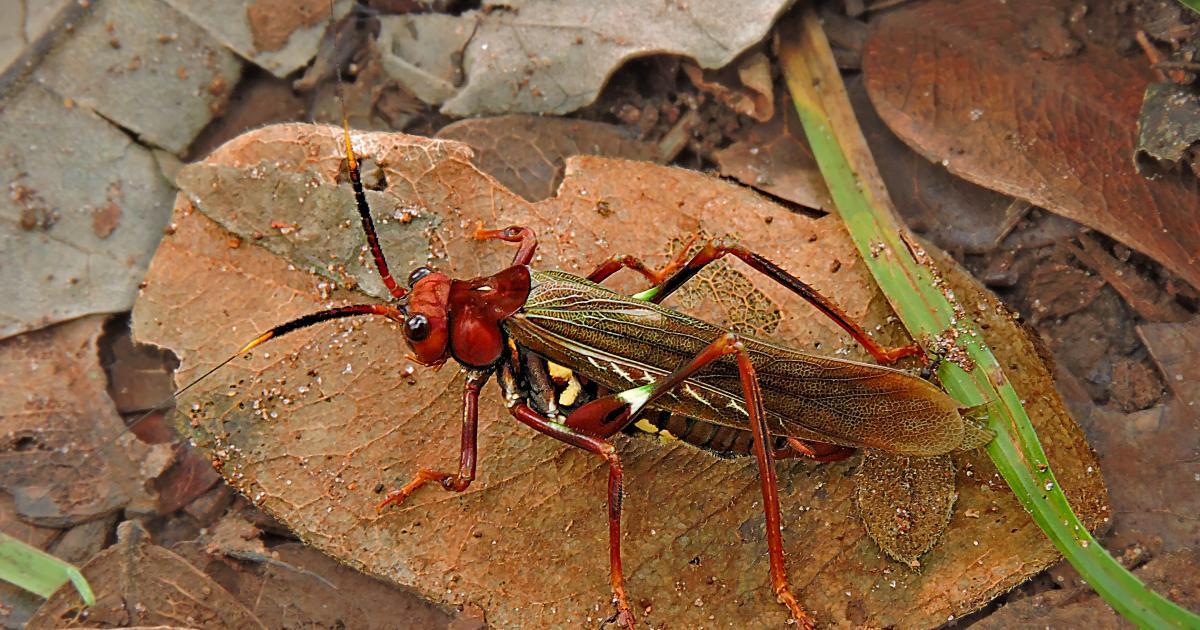 Scaphura #301500 - Biofaces - Bring Nature Closer