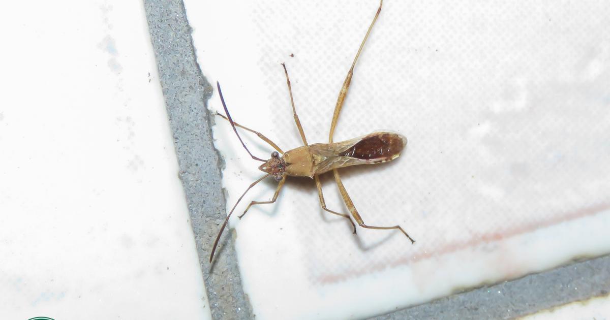 Alydinae #301633 - Biofaces - Bring Nature Closer