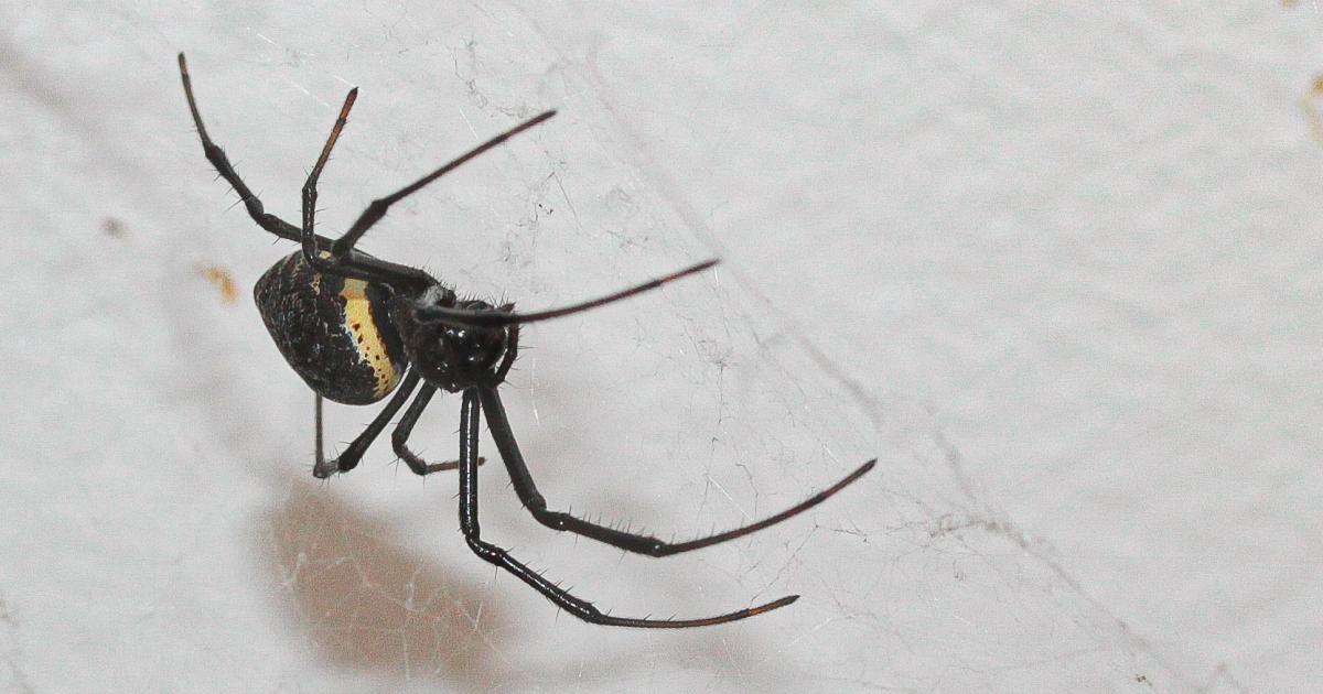 Aranha-maria-bola #302083 - Biofaces - Bring Nature Closer