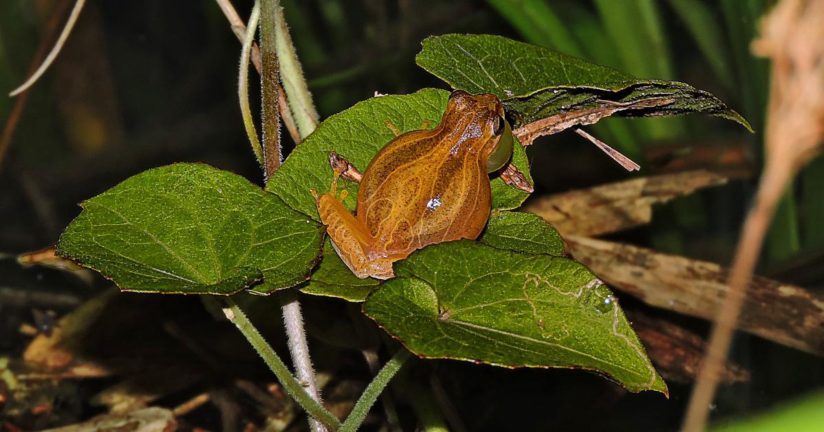 Lesser #302220 - Biofaces - Bring Nature Closer