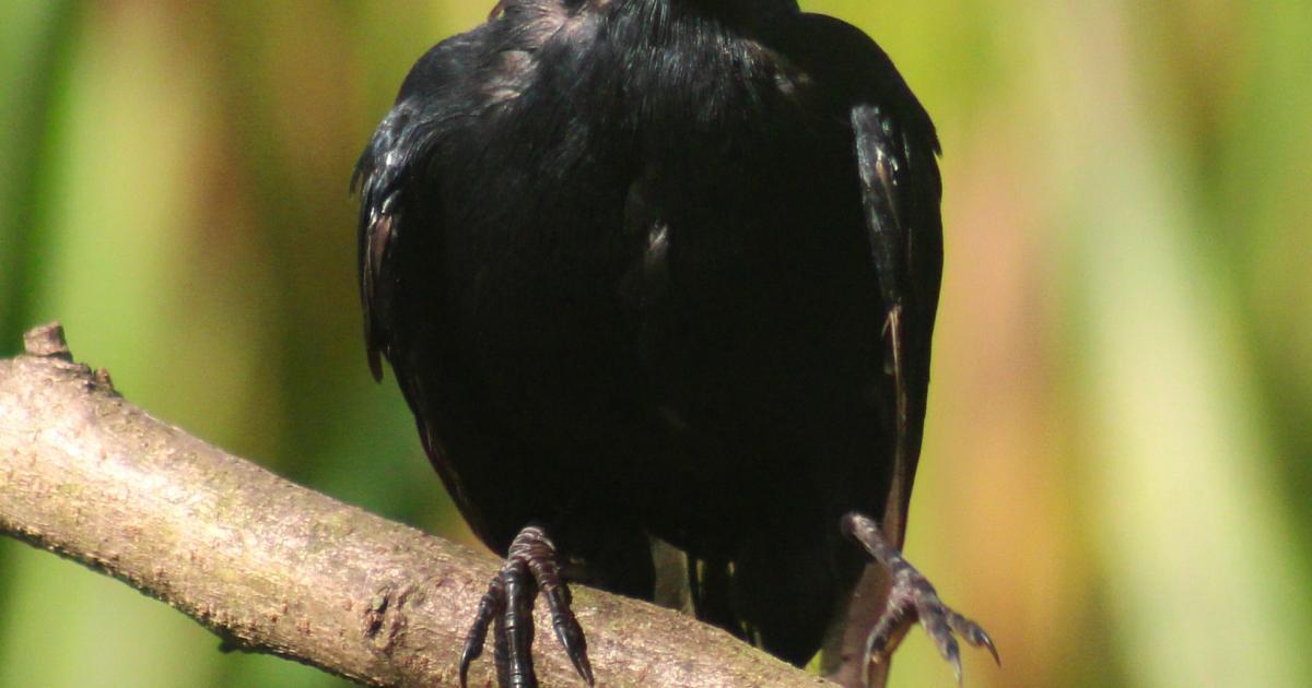 Carretão #302530 - Biofaces - Bring Nature Closer