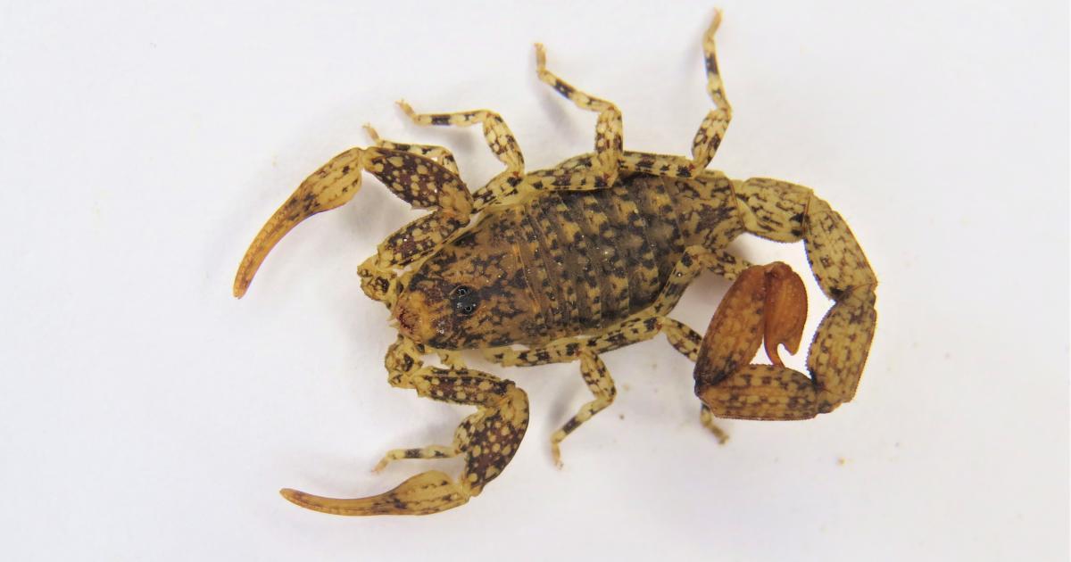 Escorpião #302549 - Biofaces - Bring Nature Closer