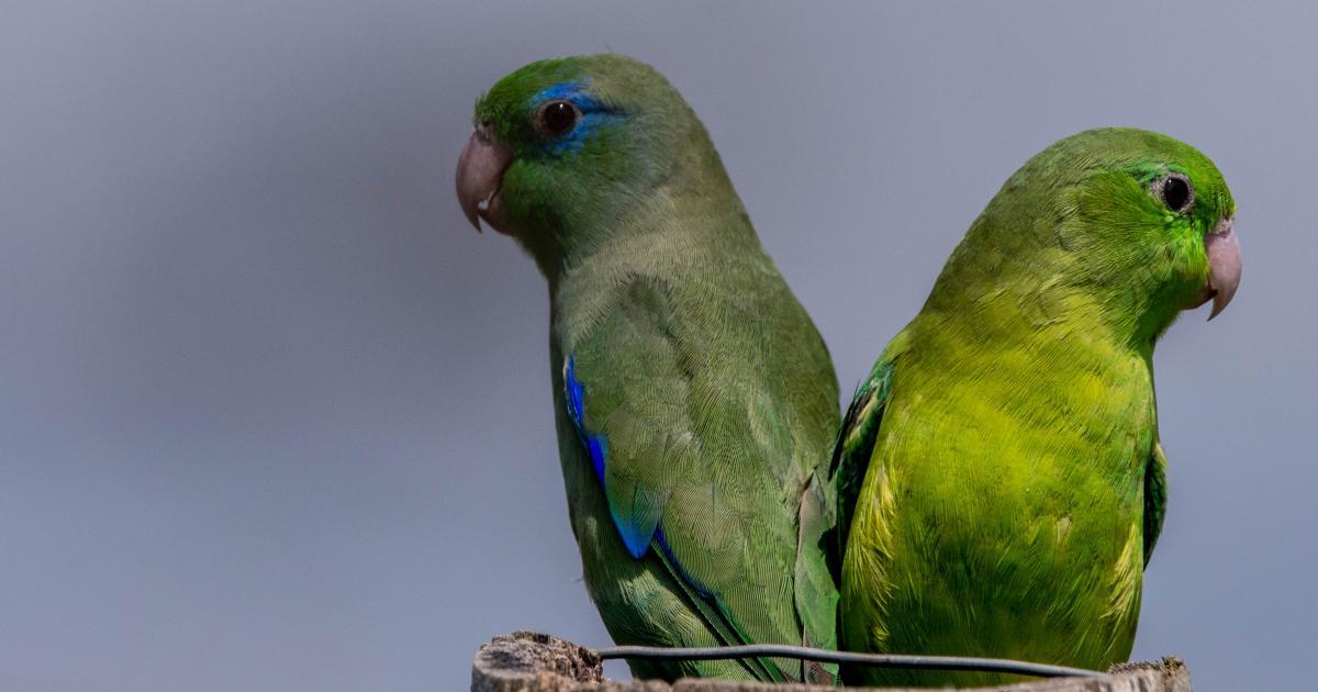 Spectacled #302563 - Biofaces - Bring Nature Closer