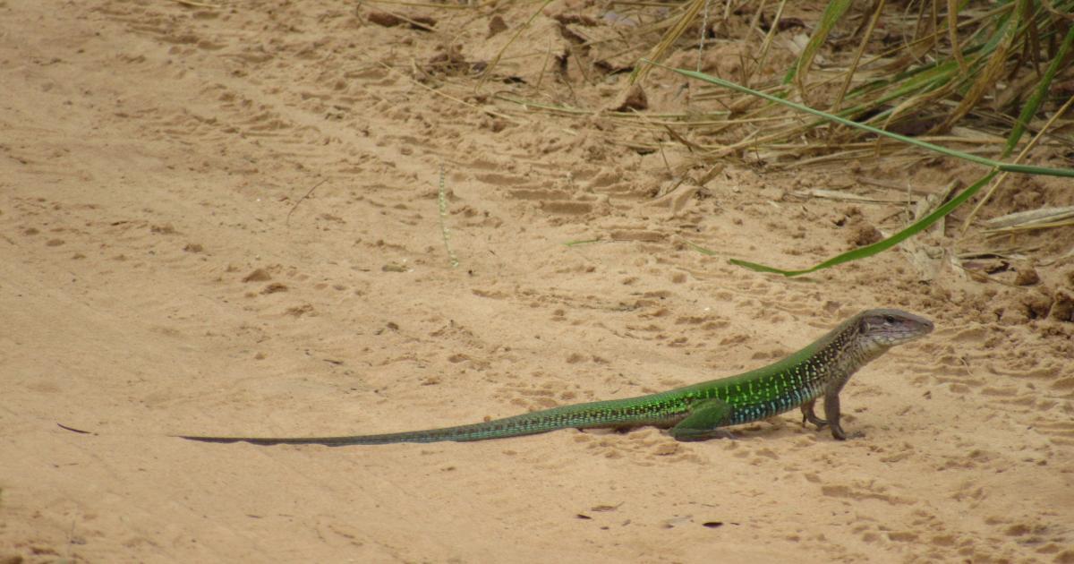 Calango-verde #302650 - Biofaces - Bring Nature Closer