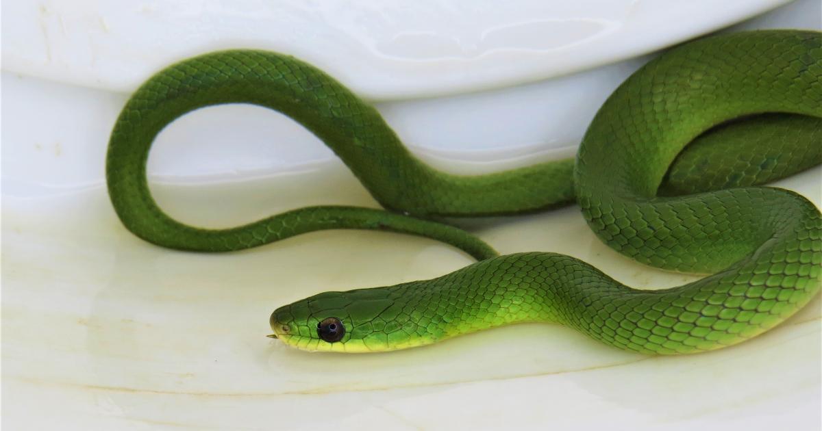 Cobra-verde #302702 - Biofaces - Bring Nature Closer