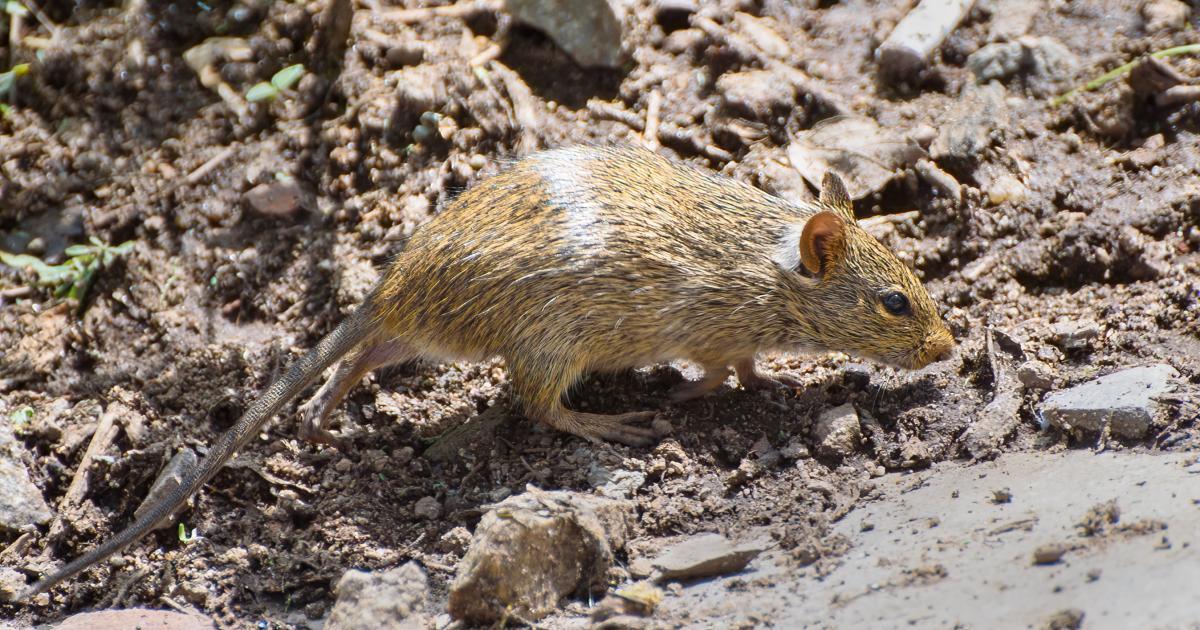 Rato-do-campo-africano #303163 - Biofaces - Bring Nature Closer