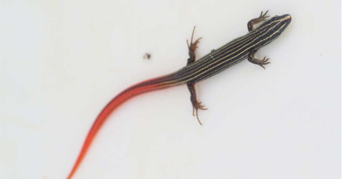 Lagartinho-de-rabo-vermelho #303173 - Biofaces - Bring Nature Closer