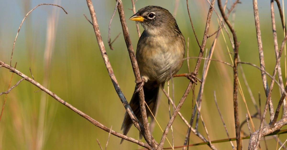 Coludo #303278 - Biofaces - Bring Nature Closer