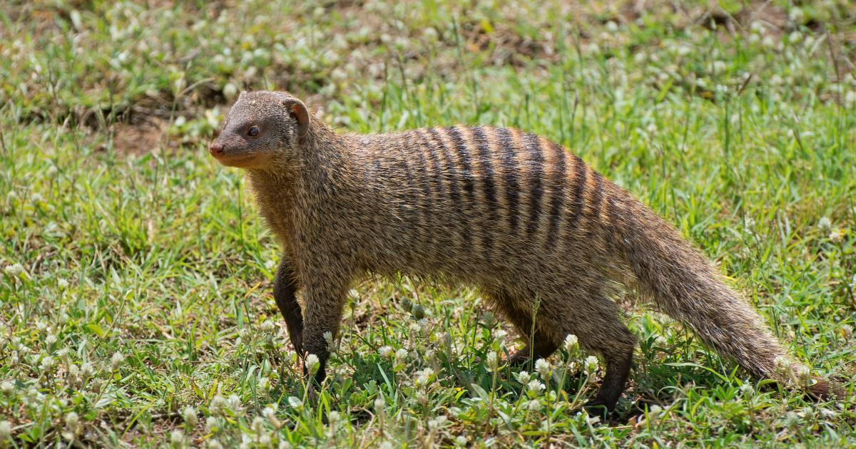 Mangusto-listrado #303354 - Biofaces - Bring Nature Closer