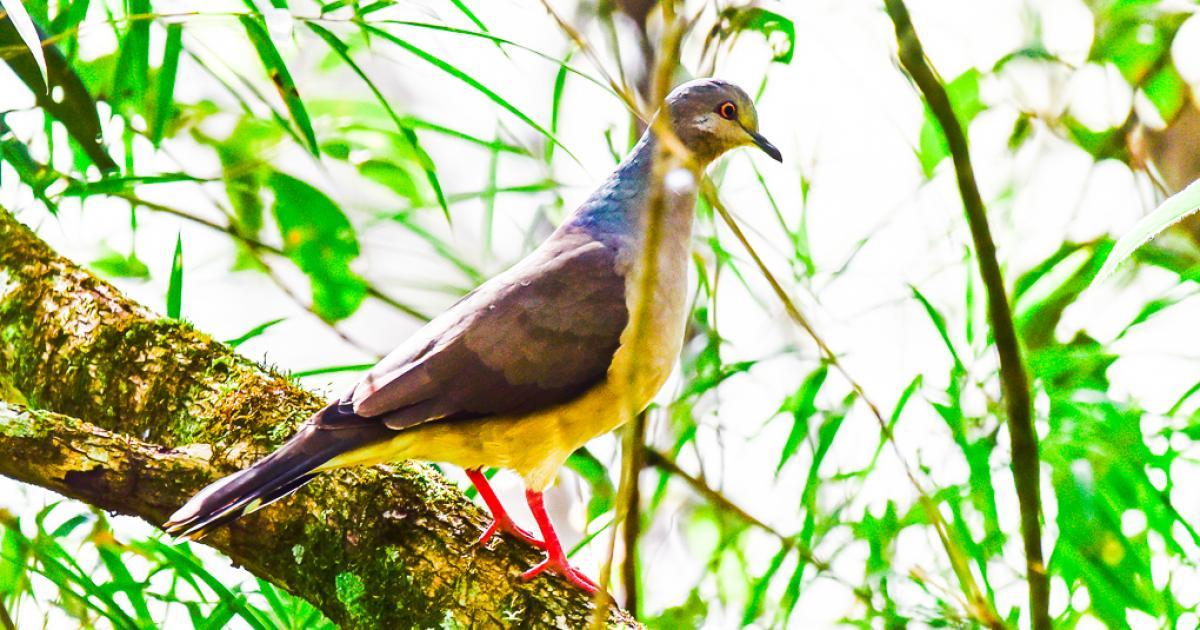 Juriti-pupu #303364 - Biofaces - Bring Nature Closer