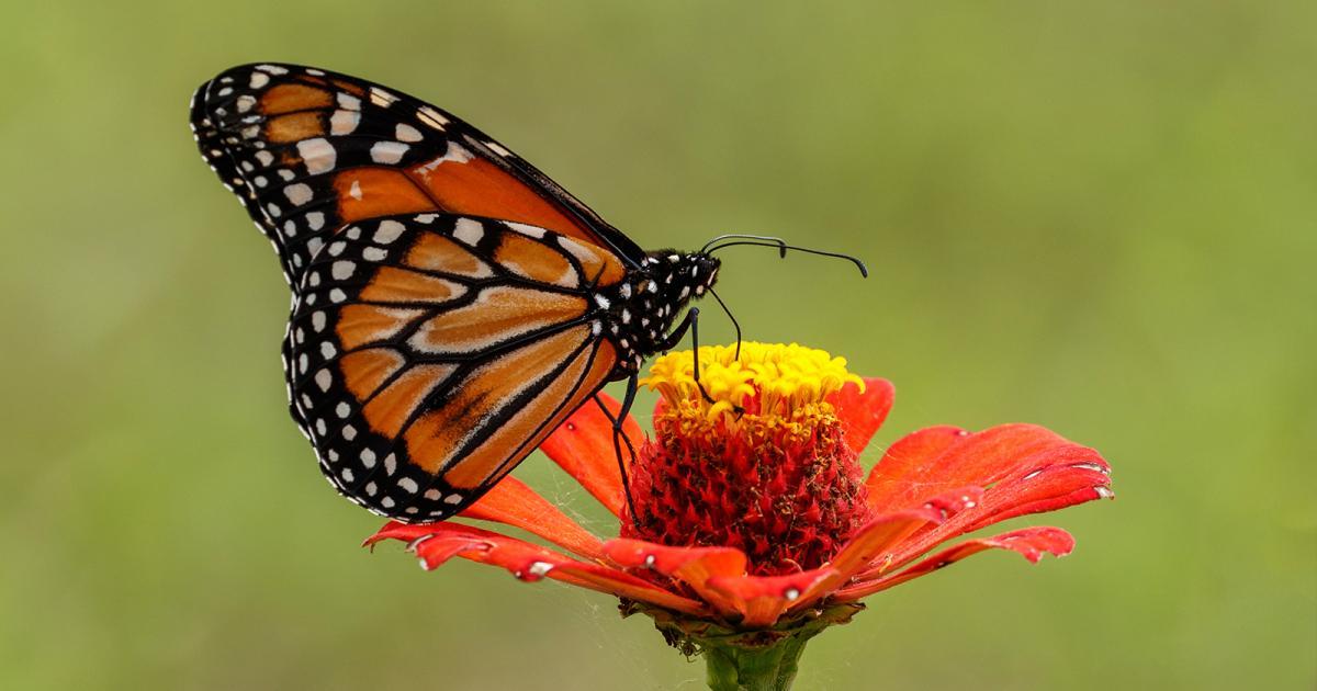 Borboleta #303924 - Biofaces - Bring Nature Closer