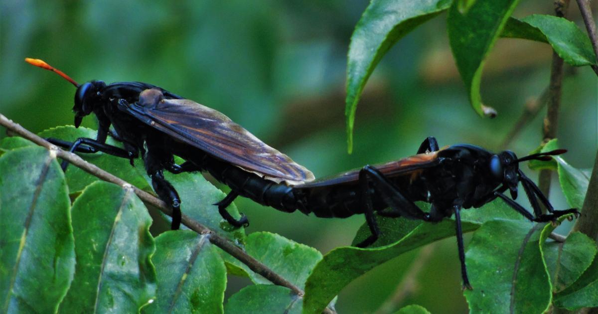 MOSCA-MYDAS #304271 - Biofaces - Bring Nature Closer