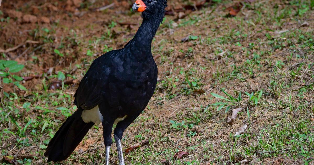 Mutum-do-sudeste #304340 - Biofaces - Bring Nature Closer