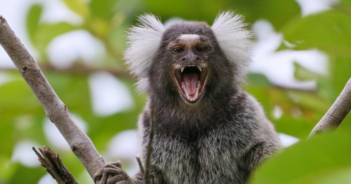 Sagui-de-tufos-brancos #304886 - Biofaces - Bring Nature Closer