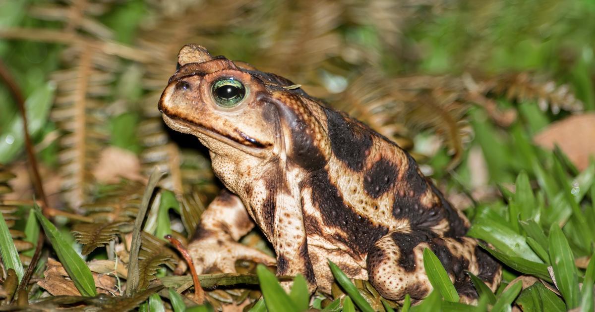 Sapo-cururu #304896 - Biofaces - Bring Nature Closer