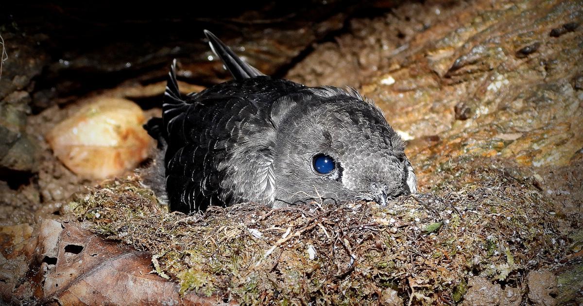 Taperuçu-preto #305402 - Biofaces - Bring Nature Closer