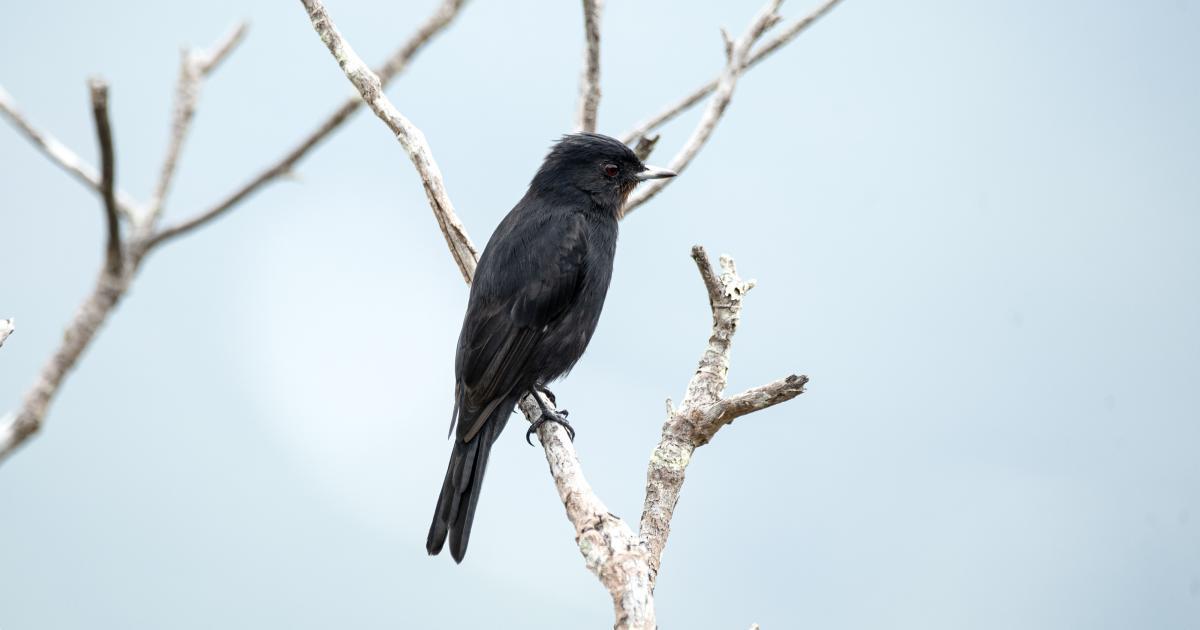 Maria-preta-de-garganta-vermelha #305532 - Biofaces - Bring Nature Closer