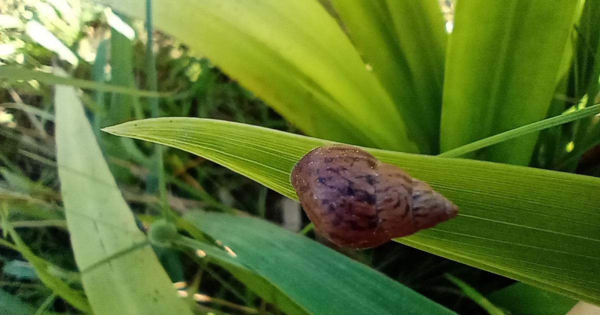 Caracol-terrestre-bulimulus #305788 - Biofaces - Bring Nature Closer