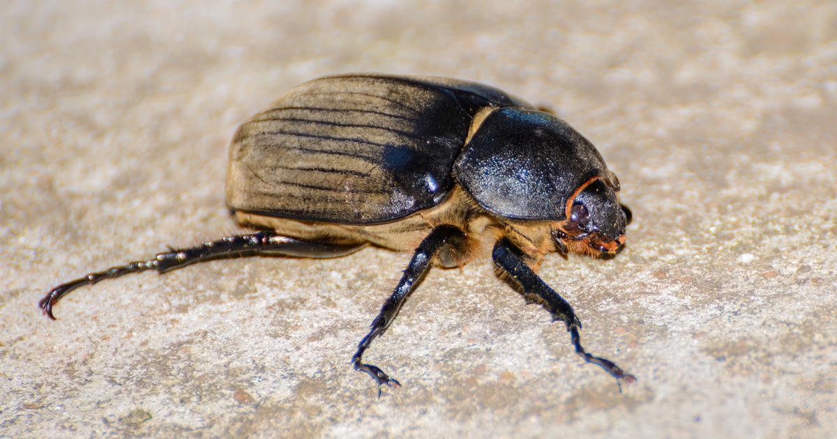 Besouro-hércules #306062 - Biofaces - Bring Nature Closer