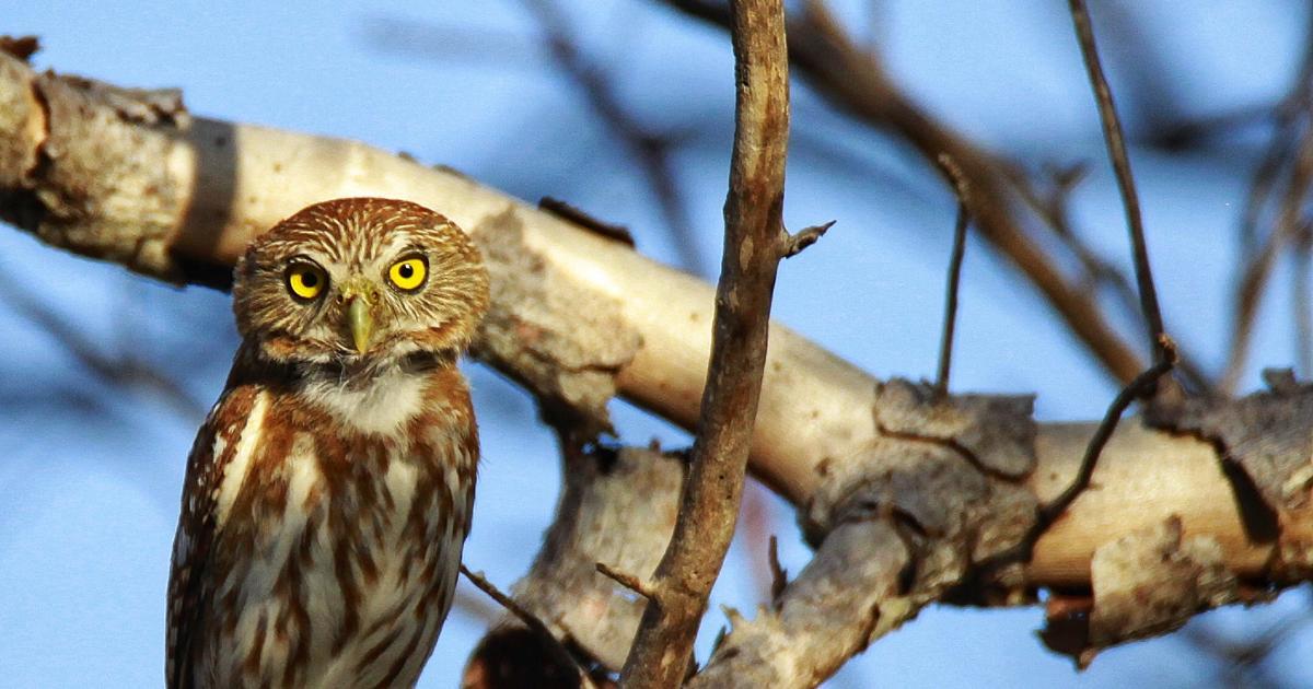 Caburé #306300 - Biofaces - Bring Nature Closer