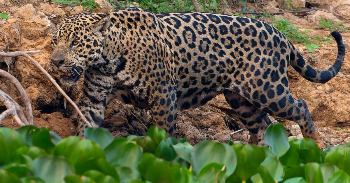 Inka #306569 - Biofaces - Bring Nature Closer