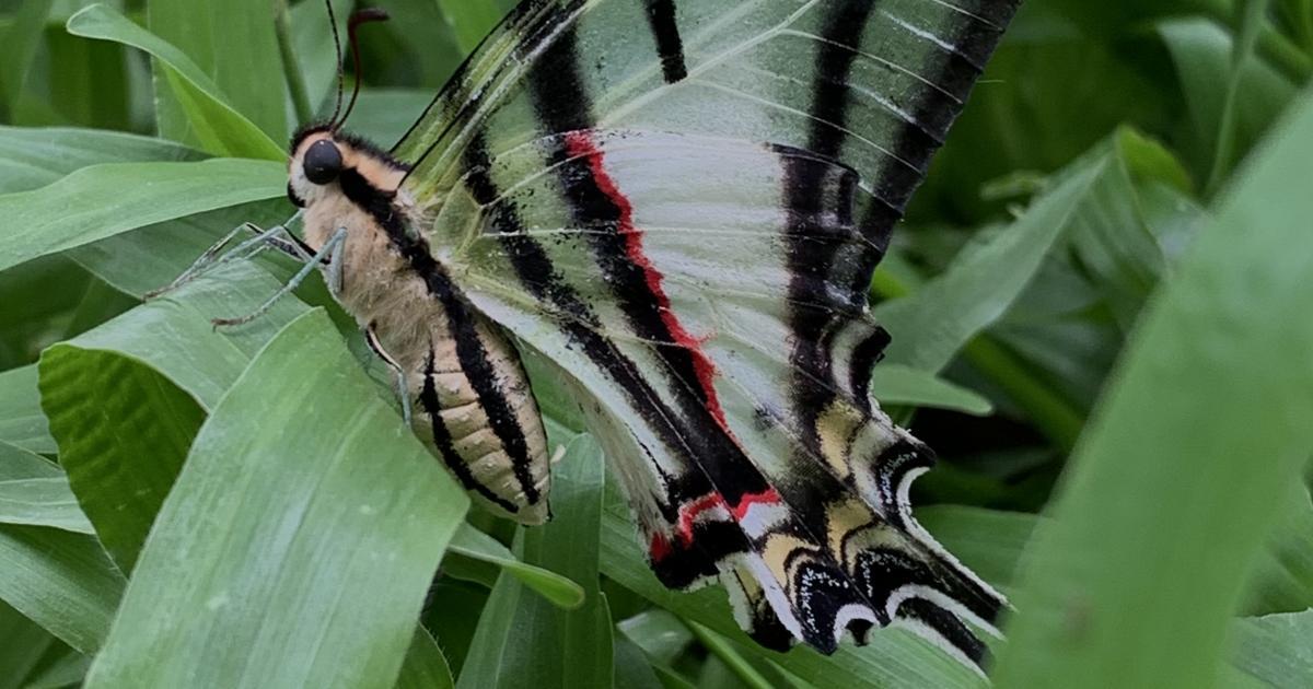 Protographium #306666 - Biofaces - Bring Nature Closer