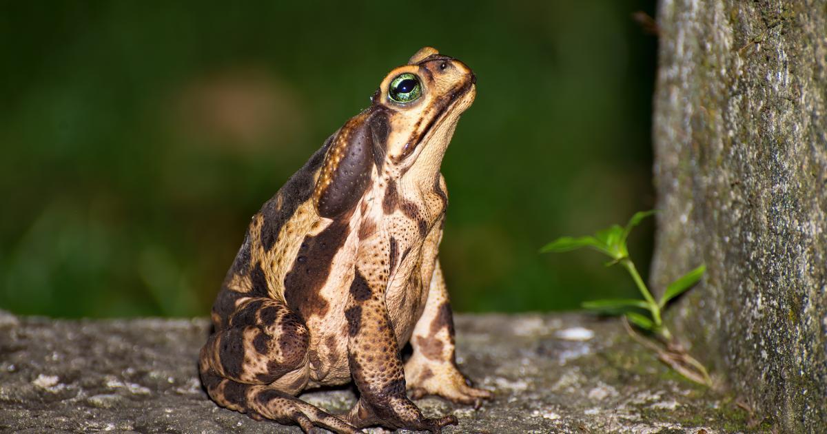 Sapo-cururu #306690 - Biofaces - Bring Nature Closer